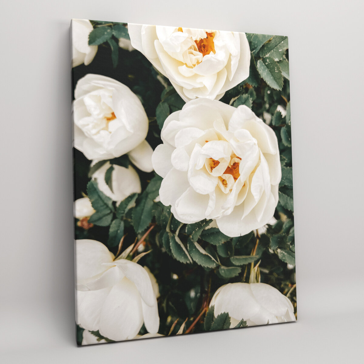 Картина на холсте (интерьерный постер) "Белая роза" растения, с деревянным подрамником, размер 45х60 см