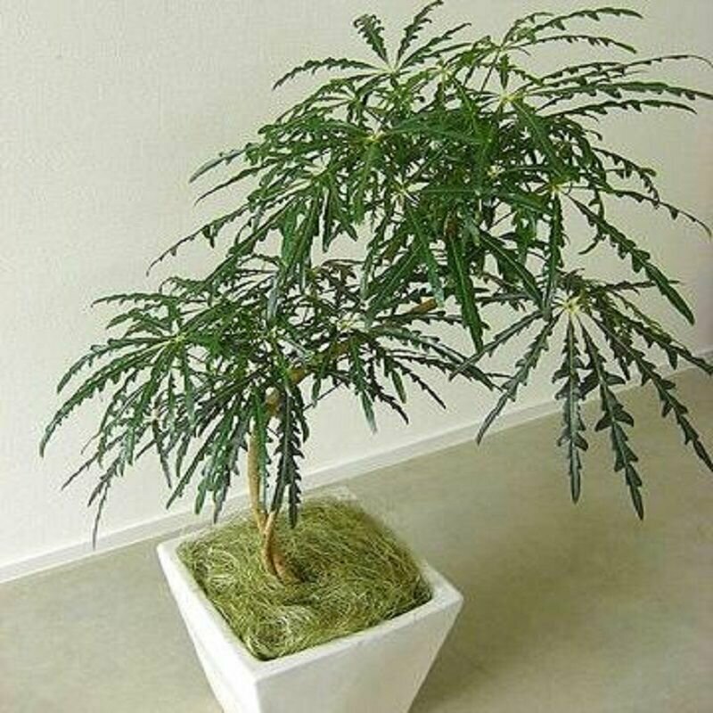 Дизиготека, комнатный экзот, семена