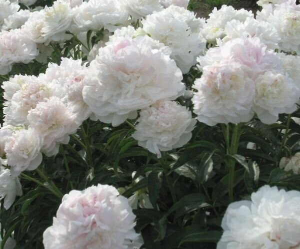 Пион My Love 1 шт.