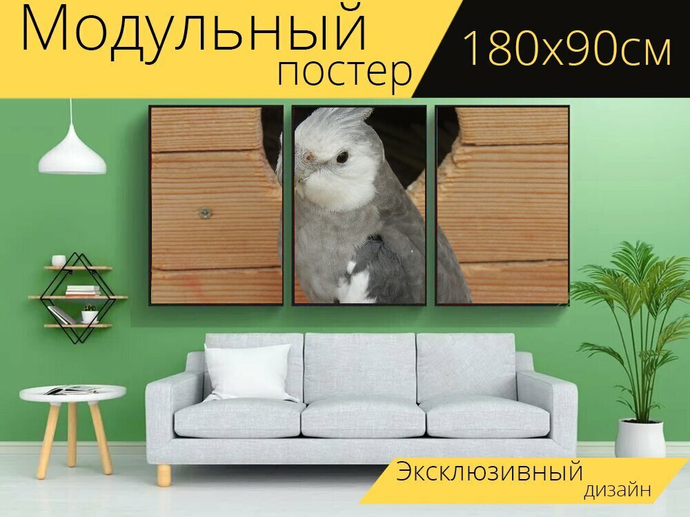 Модульный постер "Попугай, корелла, птица" 180 x 90 см. для интерьера
