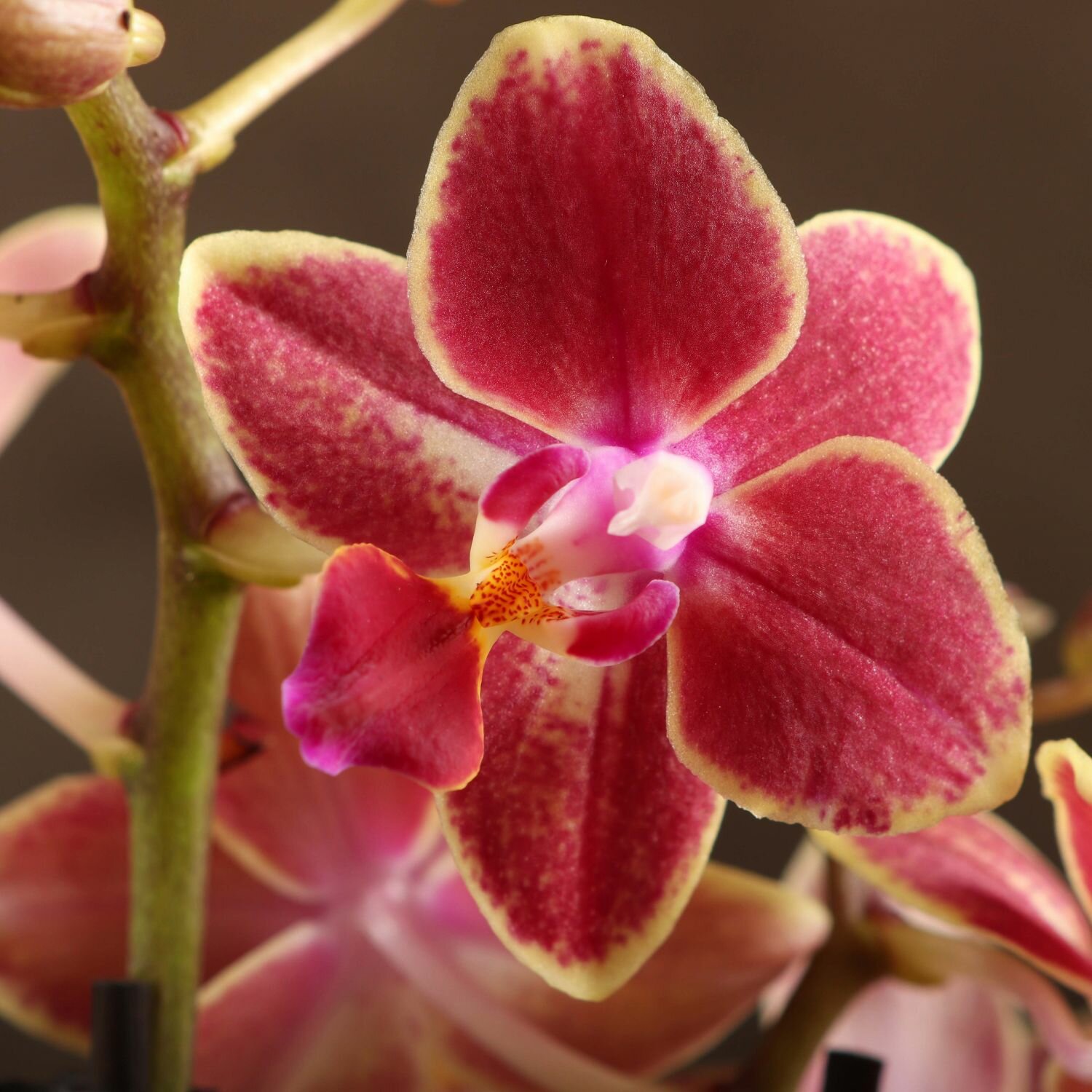 Орхидея Фаленопсис мини Sogo Allen D7