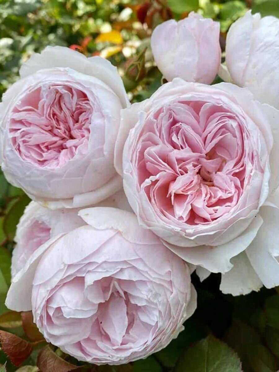 Роза флорибунда Герцогиня Кристиана / 1 шт, пионовидная, ароматная