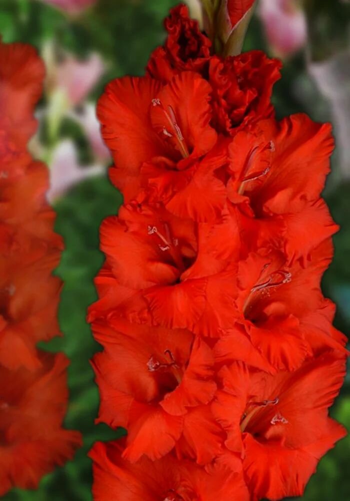 Гладиолус Зарево; Луковица