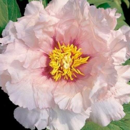 Пион древовидный Лайт Пинк луковицы, клубни, корни цветов