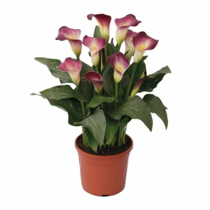 Калла Нэшвилл 1шт