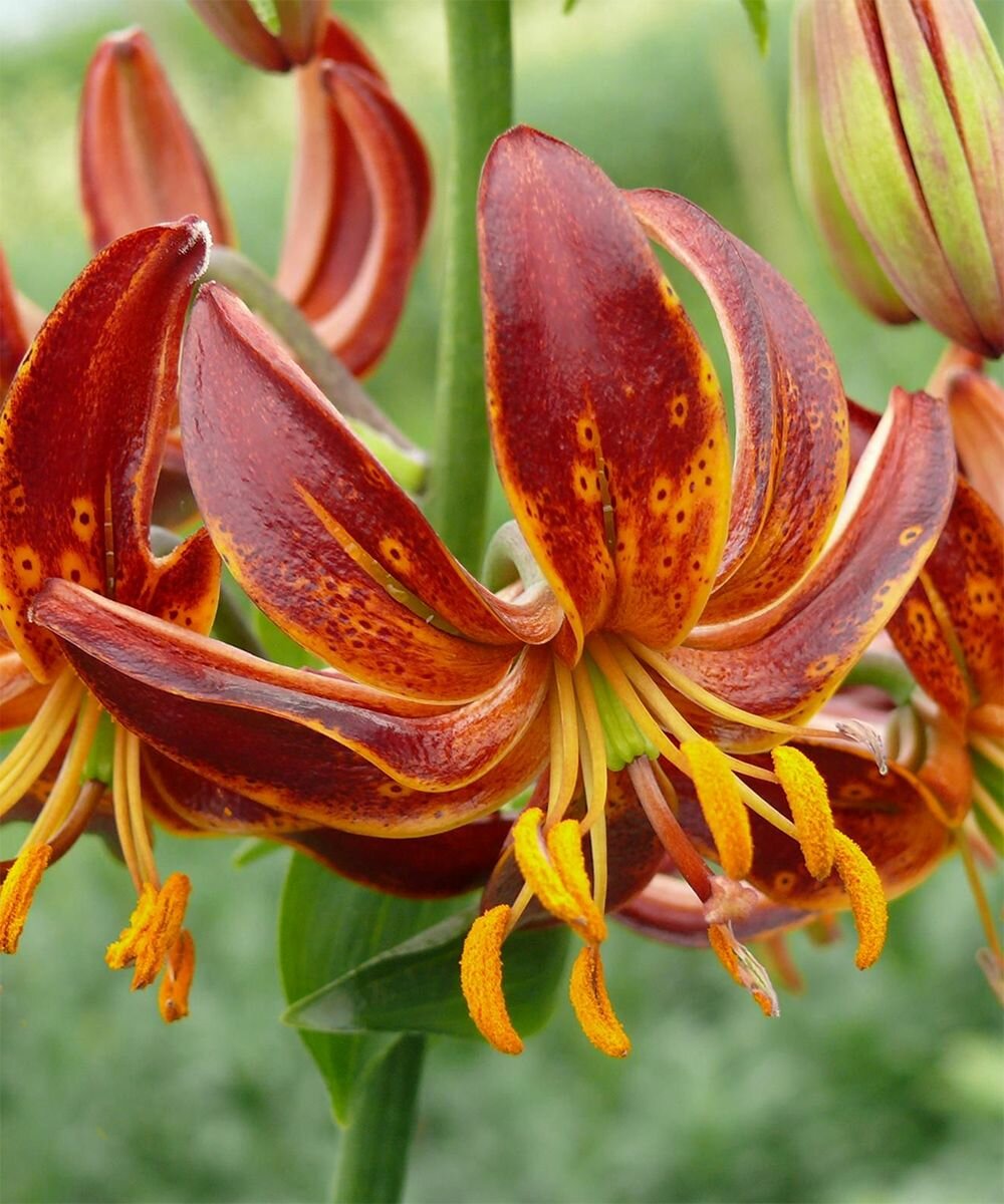 Лилия Арабиан Найт 1 шт