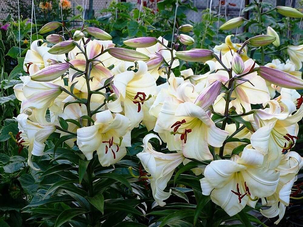 Лилия Буги Вуги 1 шт