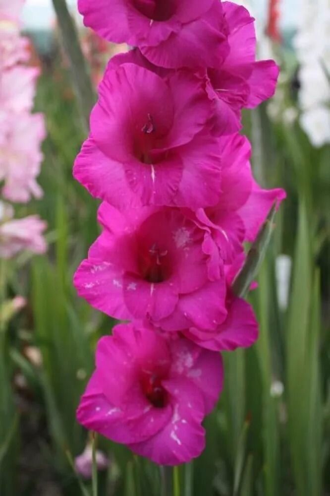 Гладиолус Бельведер 1 шт