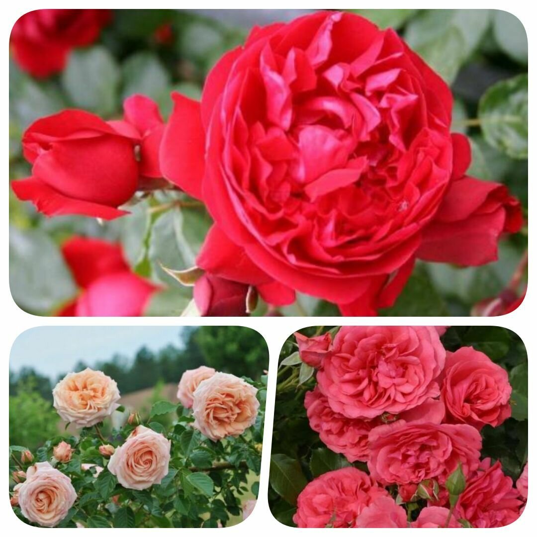 Комплект плетистых роз Барок 3 шт