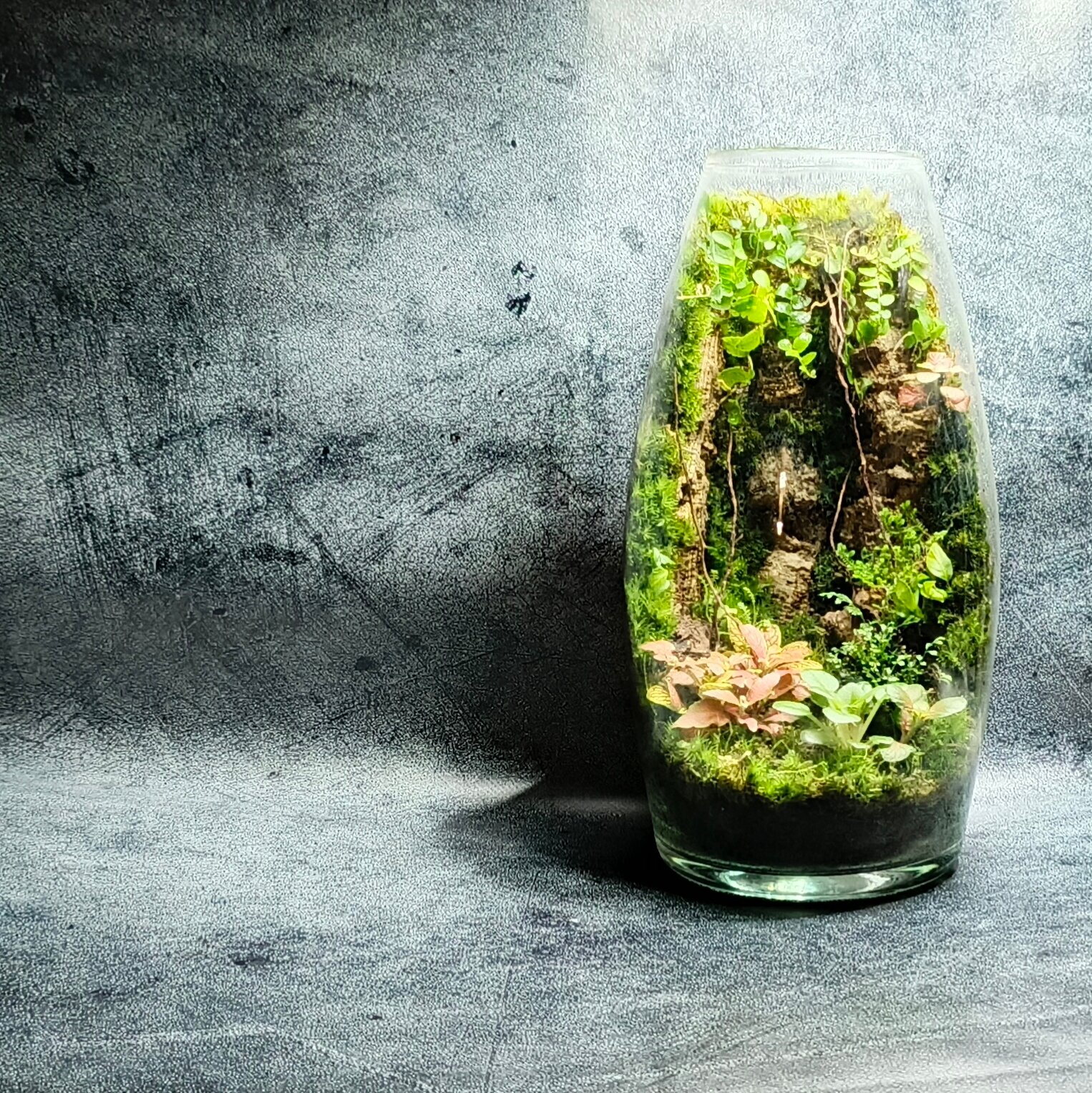 Флорариум с живыми растениями и мхом. Тропический флорариум.