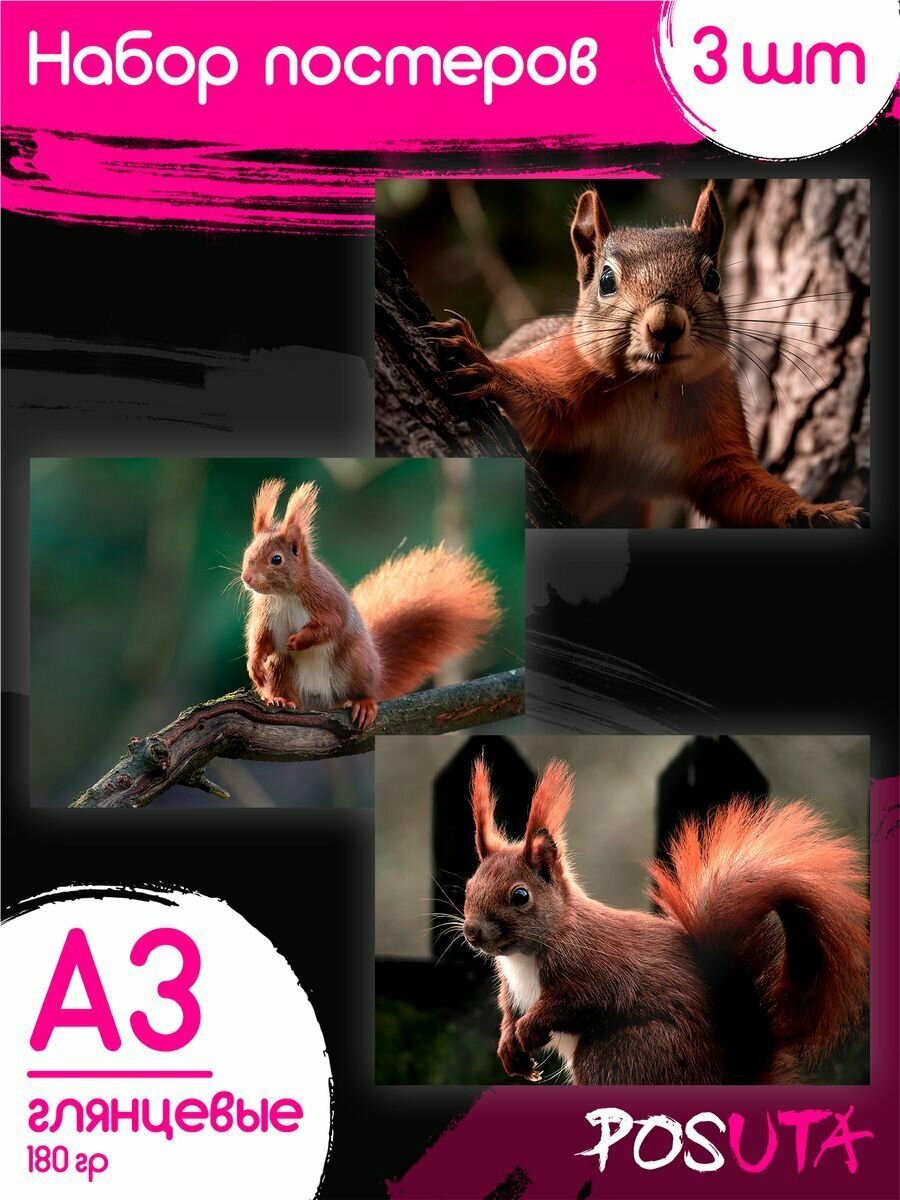 Постер белка Постеры Интерьерные