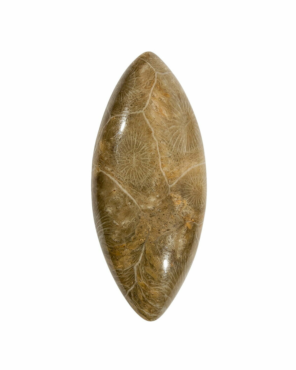 Кабошон из коралла, размер 53х23х6 мм, вес 13 грамм