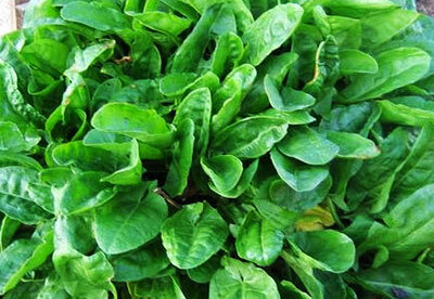 Семена щавеля Русские Щи (0,5 гр.)