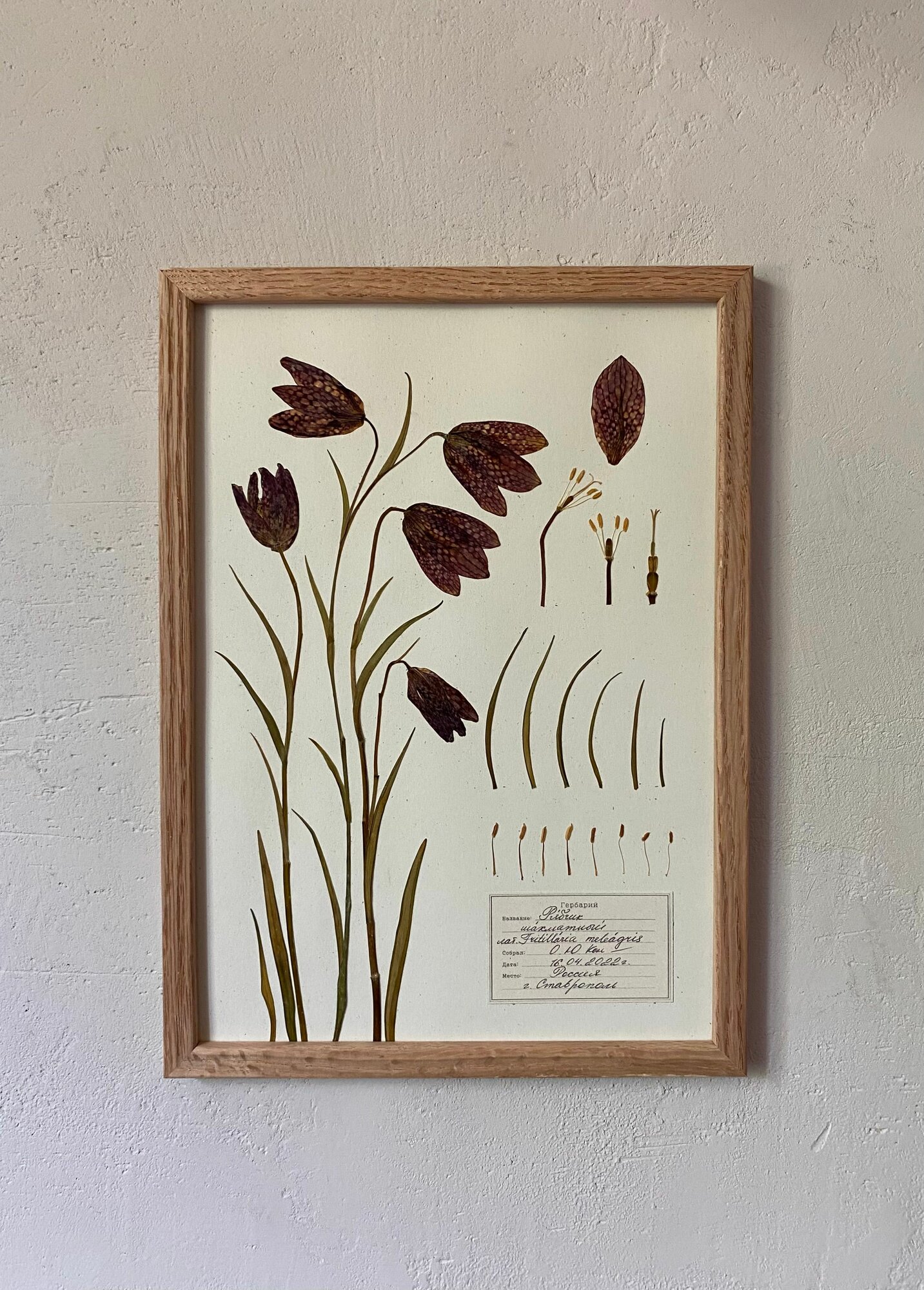 Ботаническое панно на стену. Гербарий в дубовой рамке под стеклом. 21Х29,7 см. "Olya_klever"