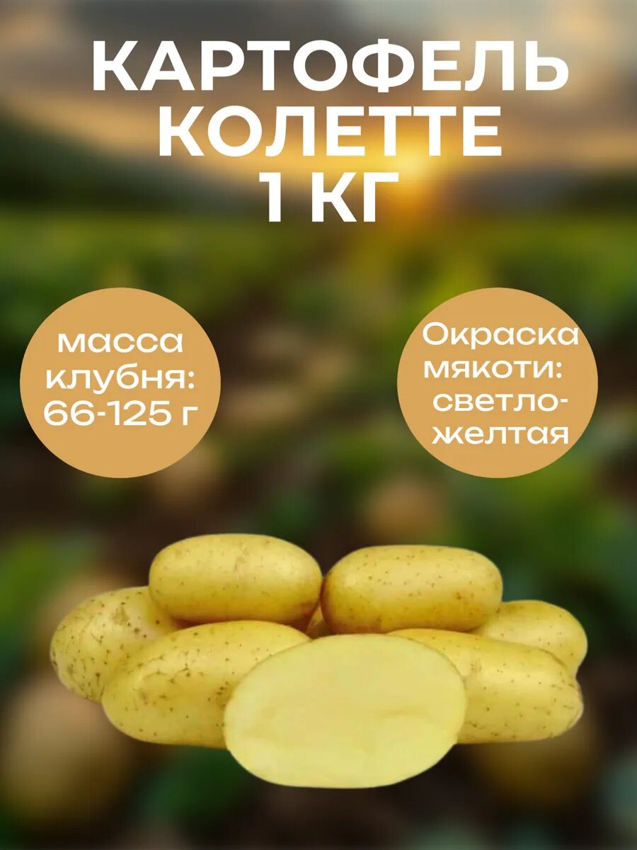 Картофель семенной Колетте, 1 кг