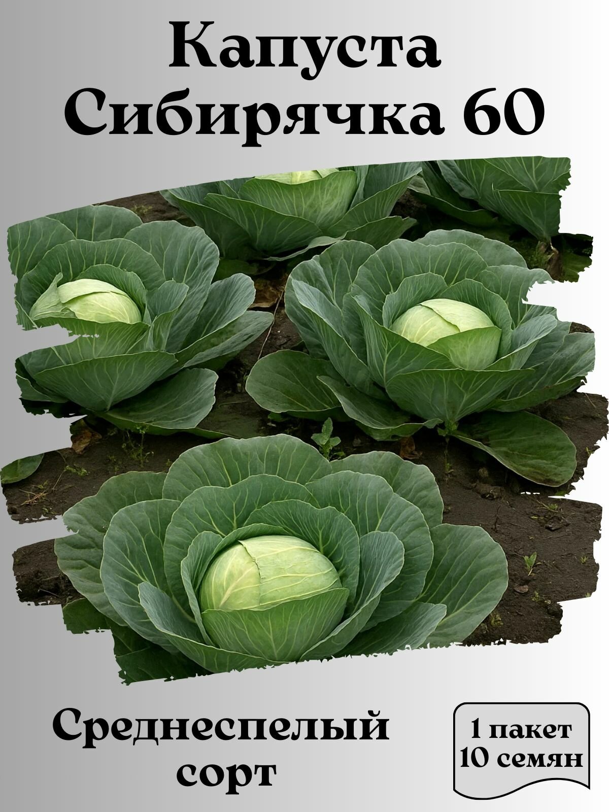 Капуста Сибирячка 60, семена, 10 шт, 15 гр.