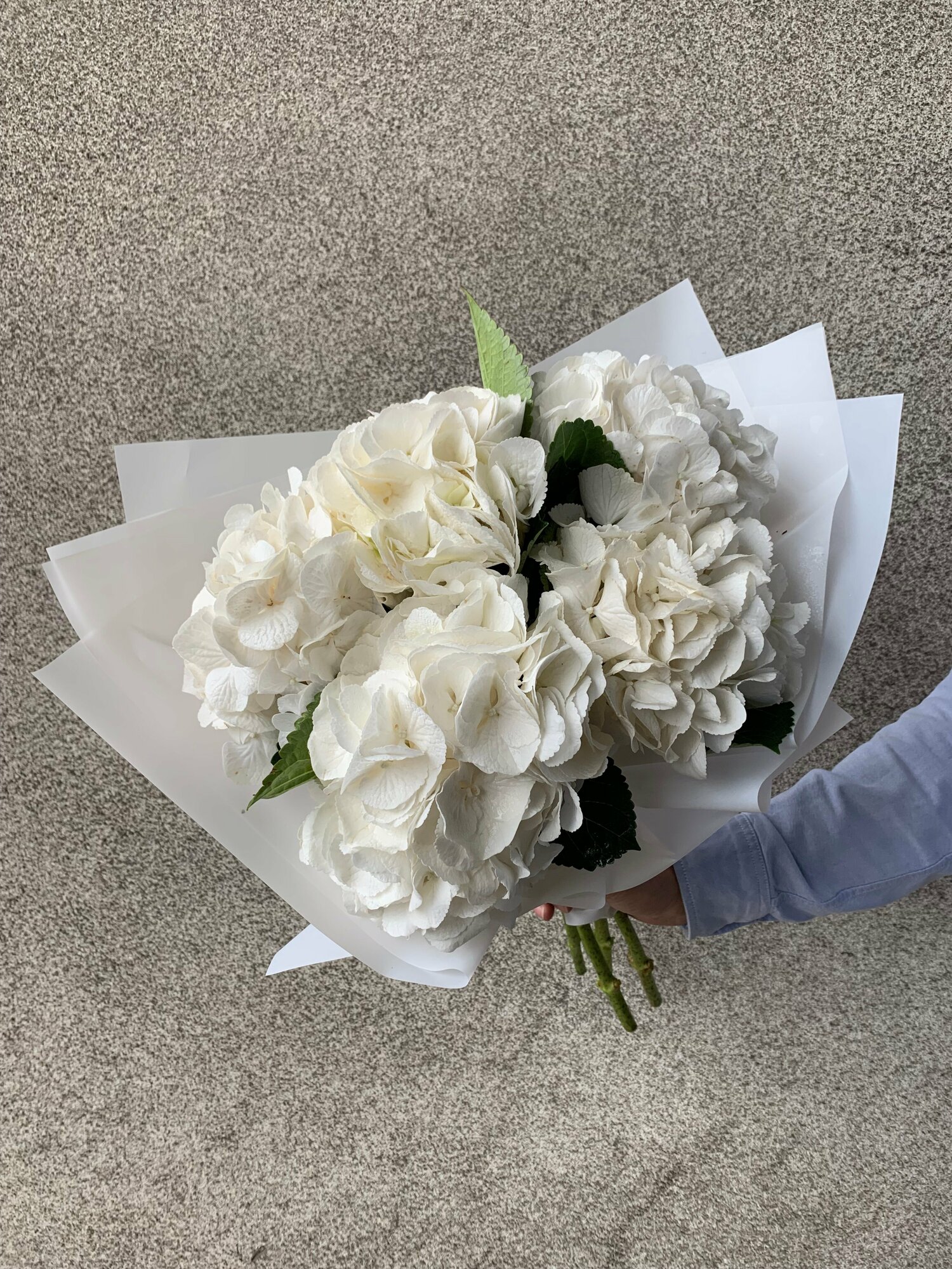 5 Белых гортензий "Лёгкость облаков"