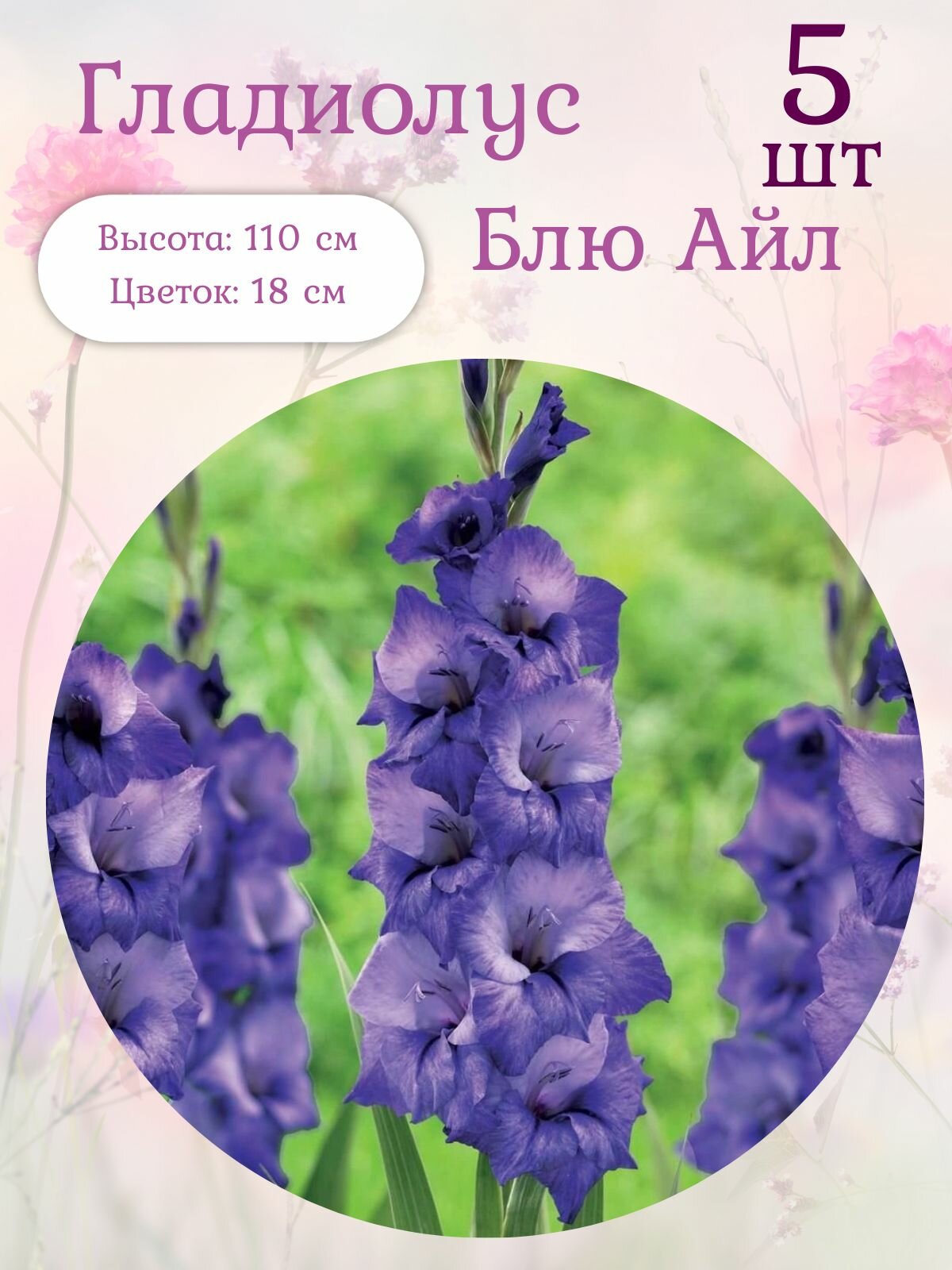 Гладиолусы, многолетние цветы, луковицы 5 шт.