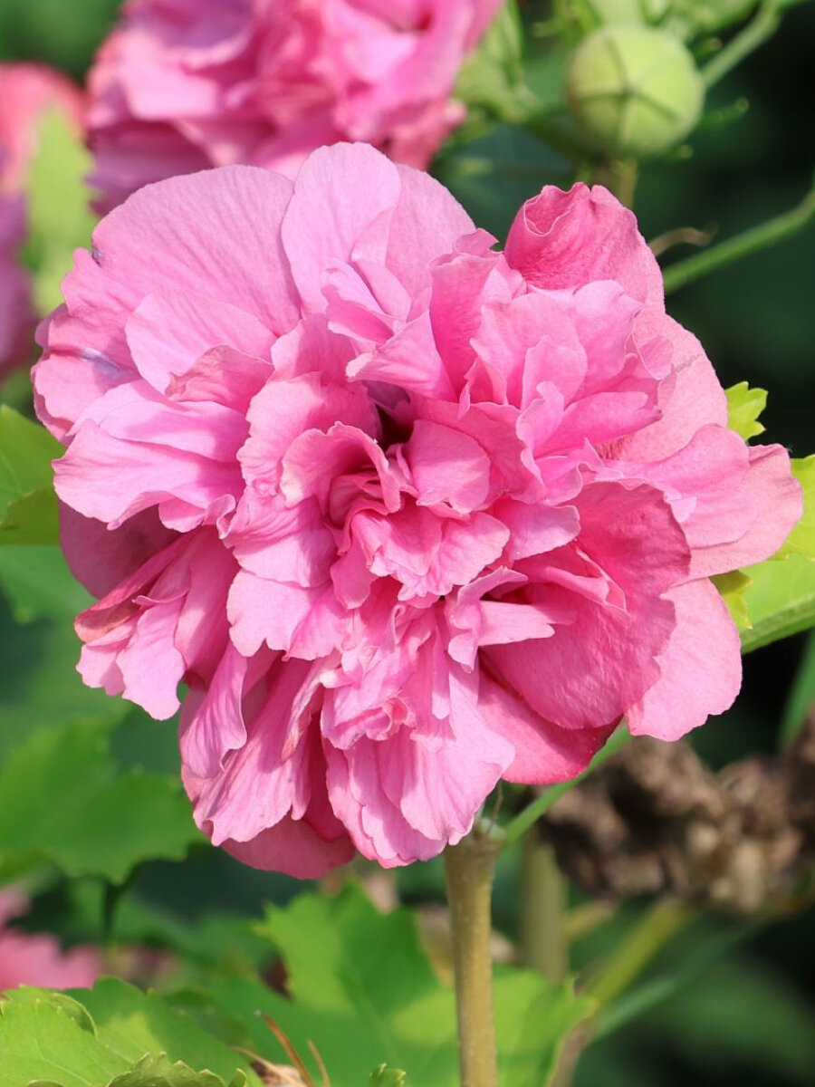Гибискус сирийский Дюк де Брабант (Hibiscus syriacus Duke de Brabant)