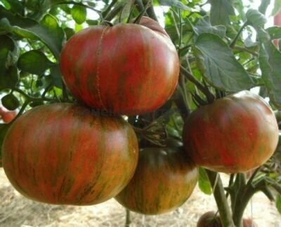 Коллекционные семена томата Странная вещь девочкиной девочки