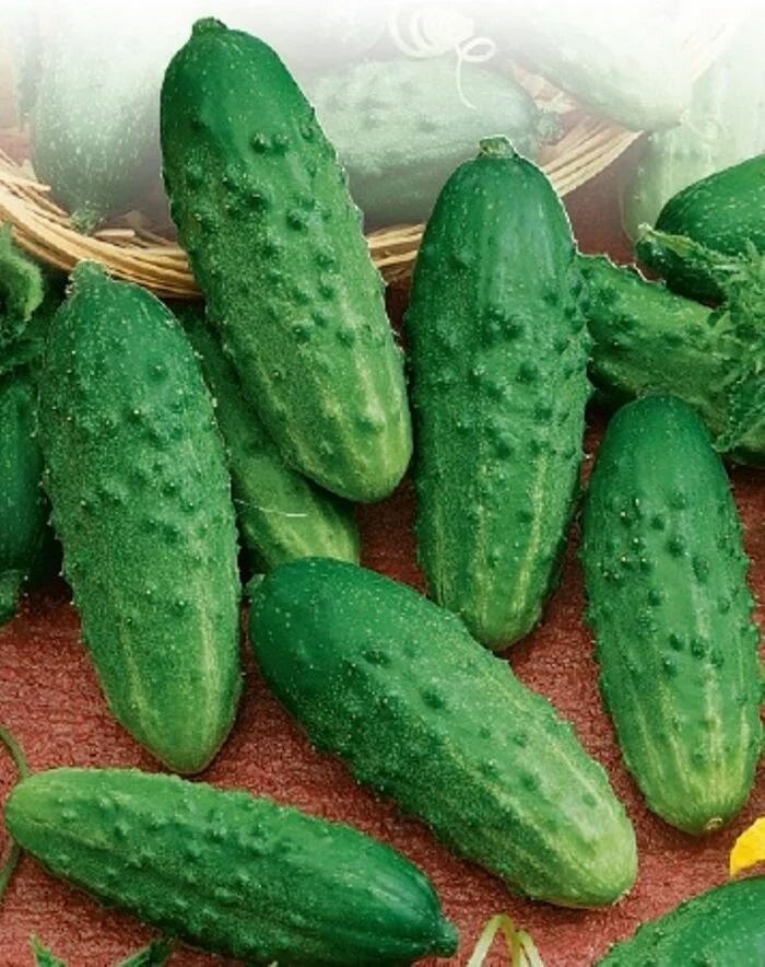 Коллекционные семена огурца F1 Соловей