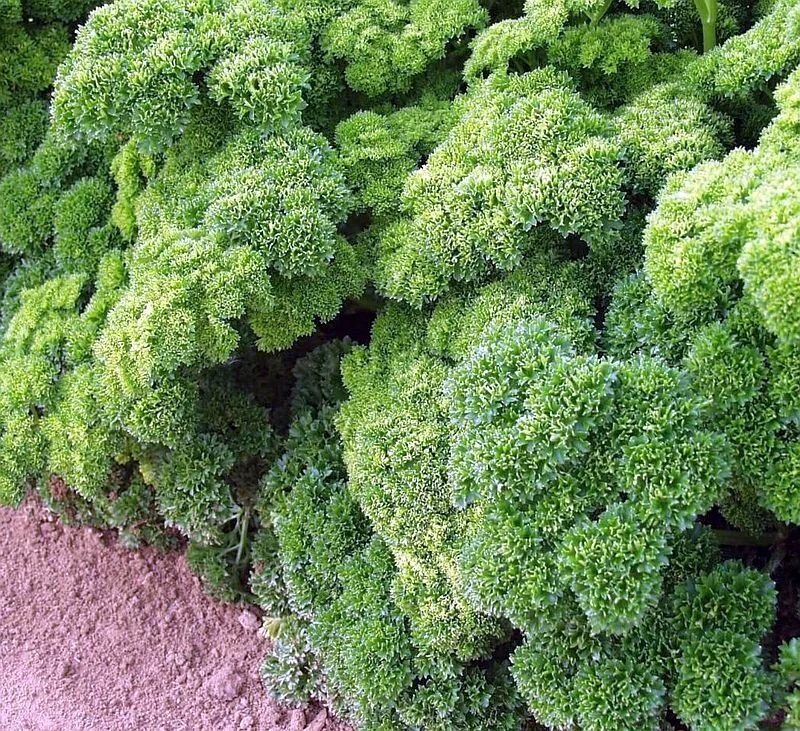 Коллекционные семена петрушки кудрявой "Кучеряво живем"