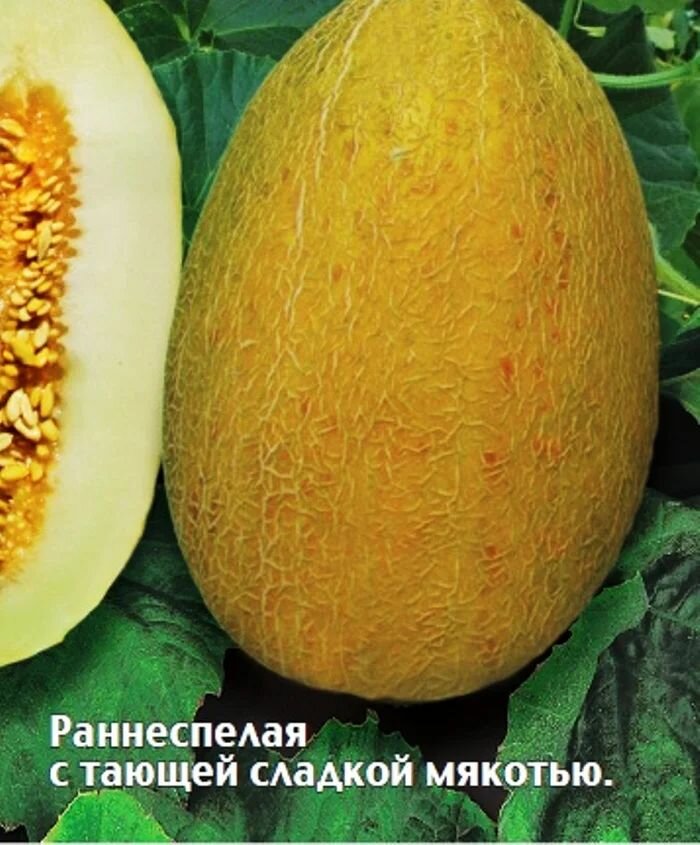 Коллекционные семена дыни F1 Медовая гигантская