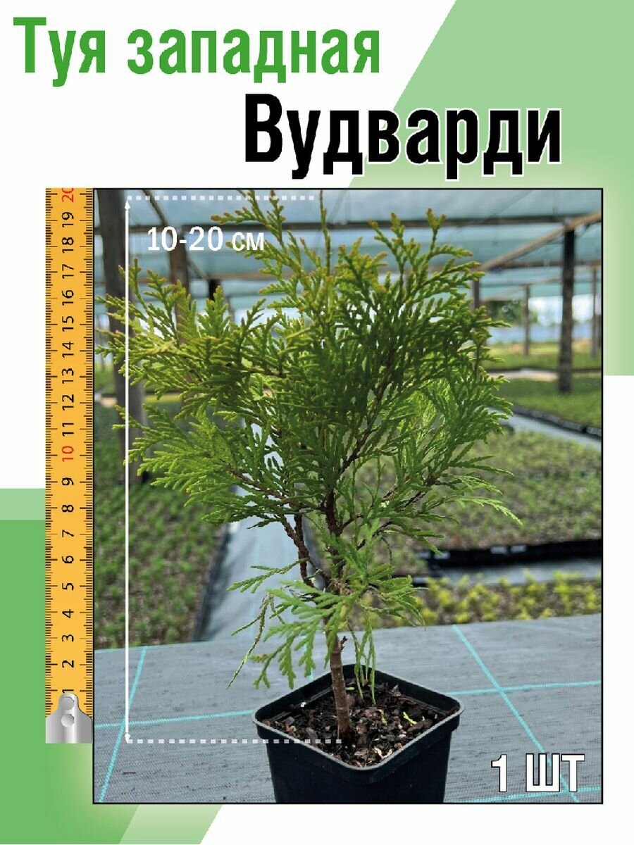 Туя западная Вудварди хвойные деревья