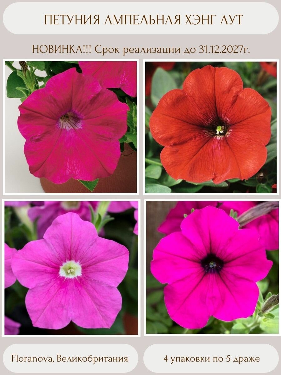 Петуния ампельная Хэнг Аут Новинка 2023 год! 4 упаковки по 5 драже: Дип Роуз, Пинк, Пурпл, Ред, Floranova, Великобритания