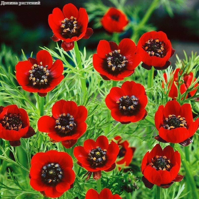 Адонис Красный (0,3 гр.), Szkolka roslin A.M, Польша