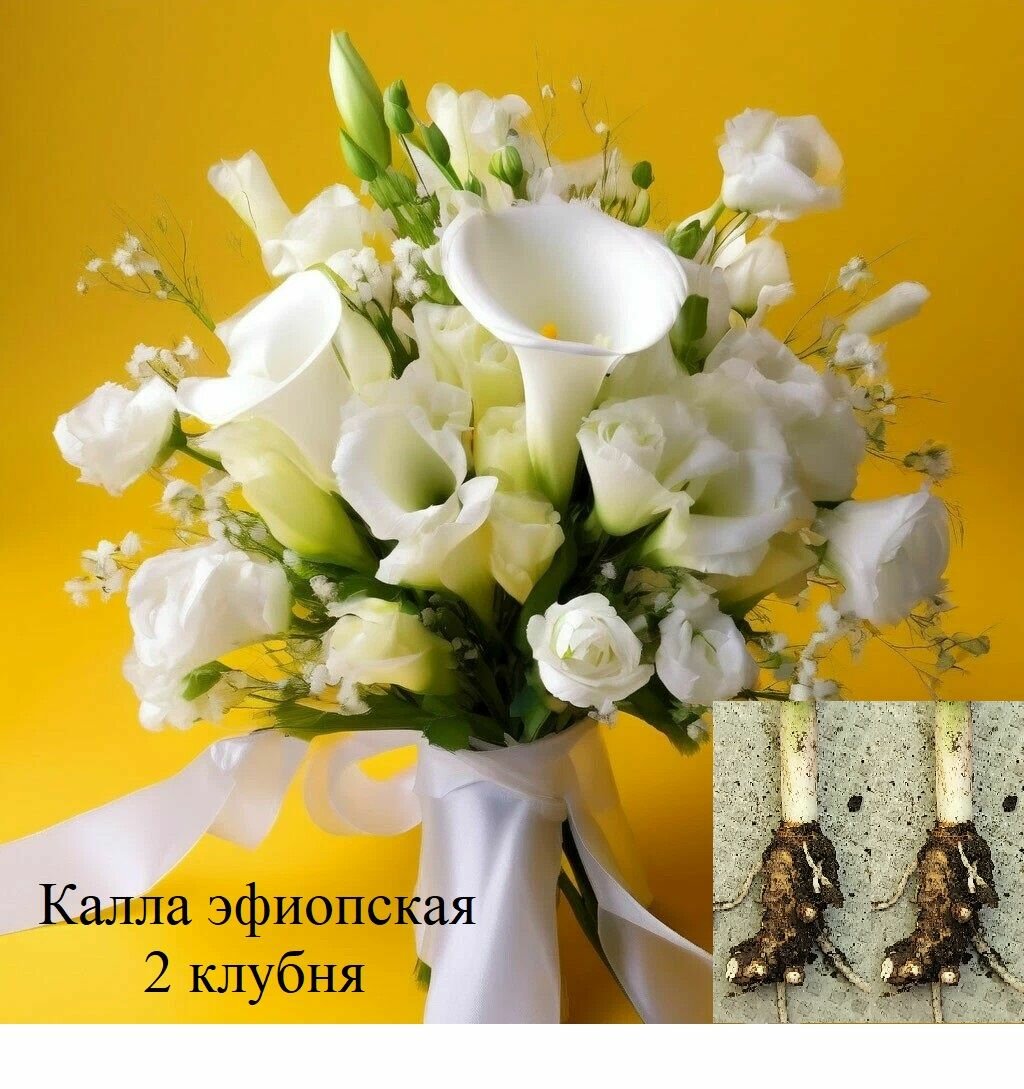 Калла белая сочинская 2 шт среднего размера (Эфиопская)