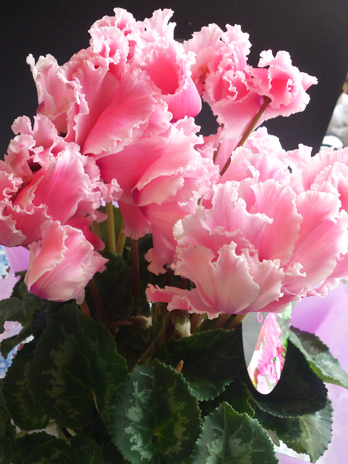 Цикламен персидский Розовый, Семена, 5 шт, семена комнатных цветов