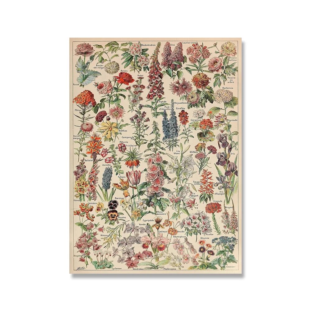 Posters and Prints Botanical Mushrooms Herbs Flowers Insect Canvas Paintings Wall Art Decor Vintage Adolphe Millot Encyclopedia