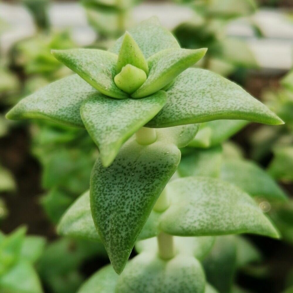 Крассула Продырявленная, или Крассула Перфората (Сrassula Perforata) D5см, растение в горшке