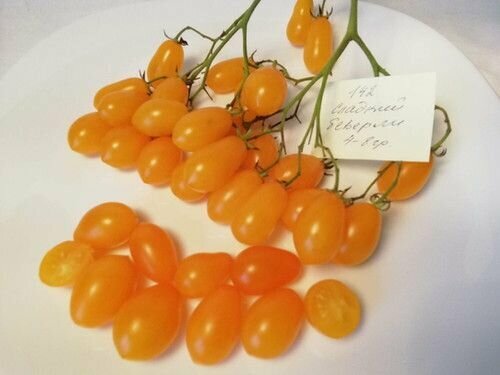 Коллекционные семена томата Сладкий Беверли