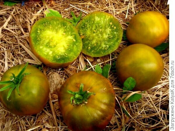 Коллекционные семена томата Ирландский ликёр