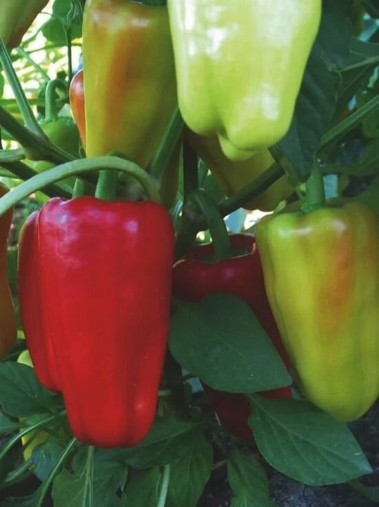 Коллекционные семена перца сладкого Джипси F1