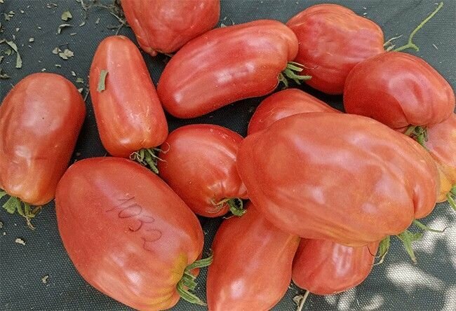 Коллекционные семена томата Загадка долины роз