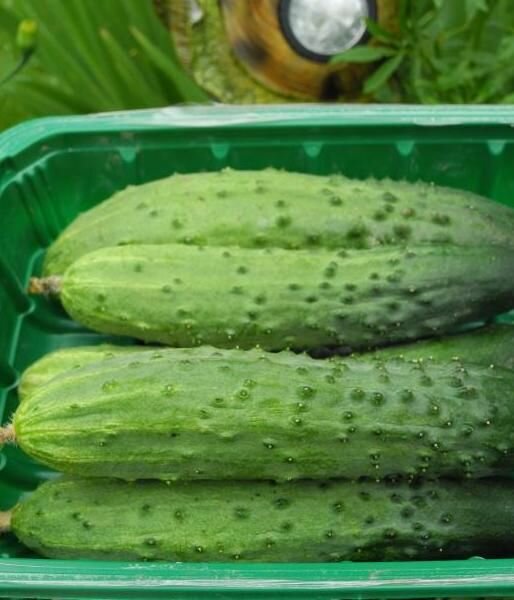 Коллекционные семена огурца F1 Рушничок