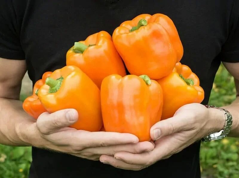 Коллекционные семена перца сладкого Аллар F1, 2 пачки в комплекте