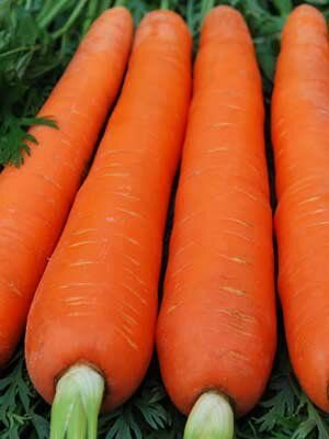 Коллекционные семена моркови Восточная красавица