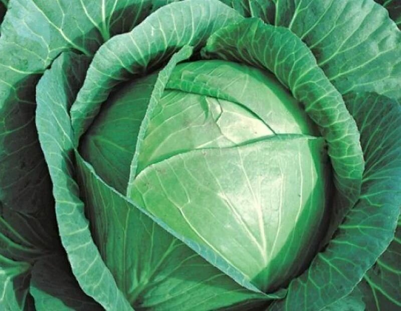 Коллекционные семена капусты б/к F1 Краутман для засолки