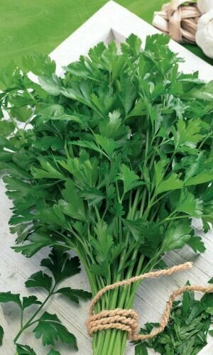 Коллекционные семена петрушки листовая Урожайная