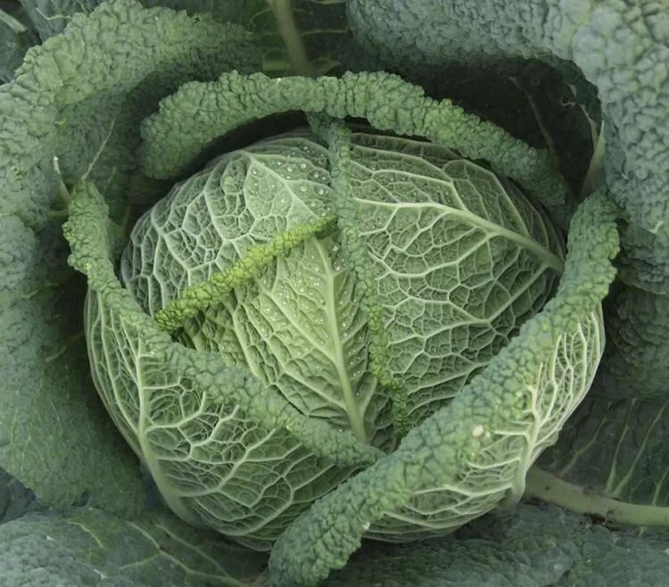 Коллекционные семена капусты савойская Уралочка