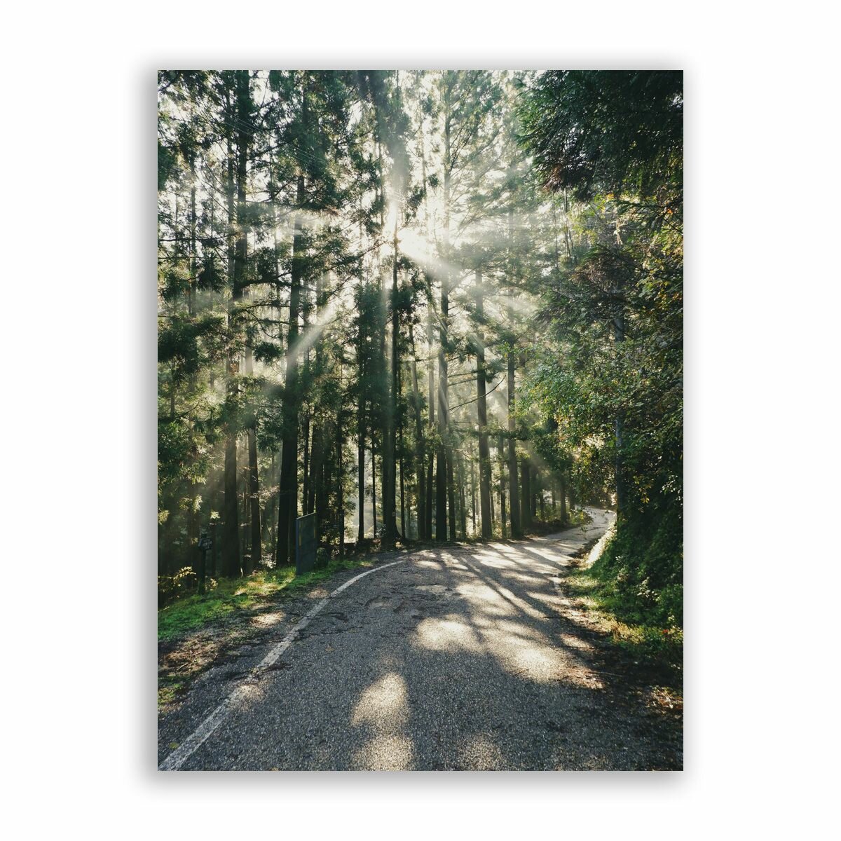 Постер, плакат на бумаге / Природа Японии - Лес / Размер 30 x 40 см