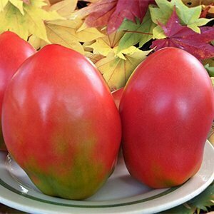 Семена Томат Солоха 20 шт.