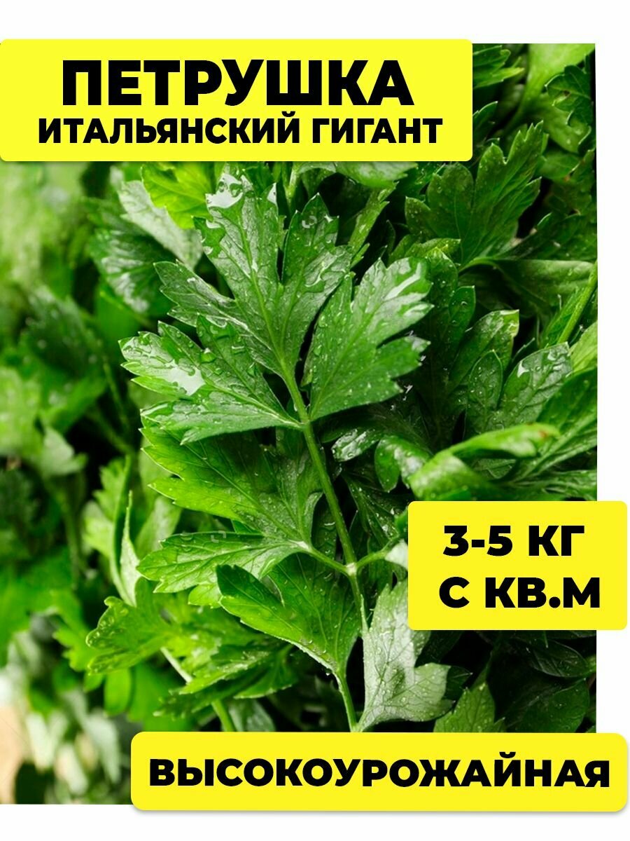 Семена петрушки листовой Итальянский гигант, 2 г, на зелень, для открытого грунта и дома