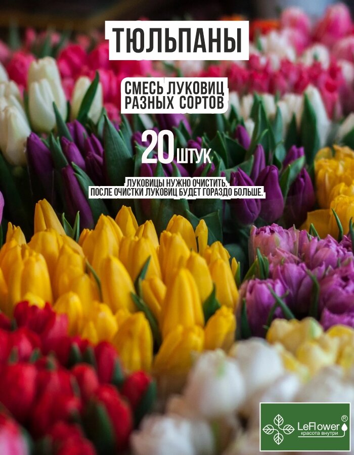 Тюльпан Луковицы неочищенные, Микс сортов, более 20шт+ (LeFlower)