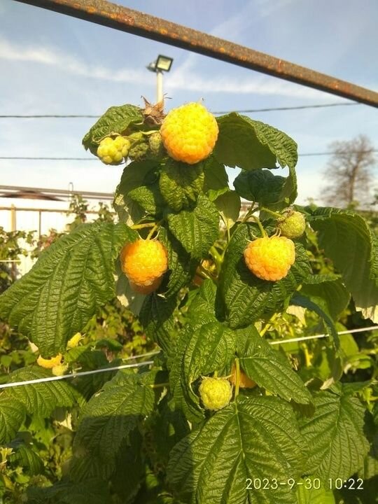 Семена малины Утренняя роса 10шт+бонус