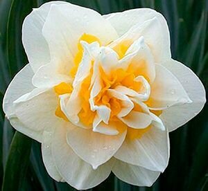 Нарцисс махровый Атолл Палас 5шт